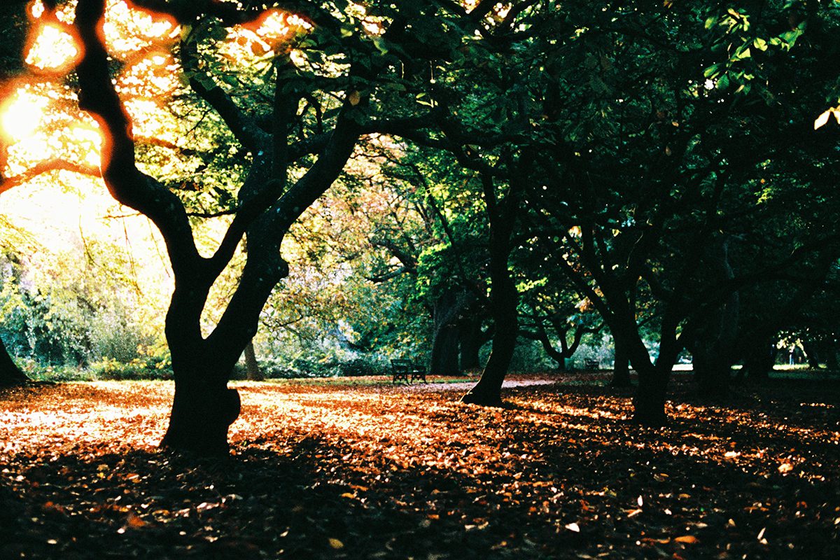 Phoenix | Harman Photo