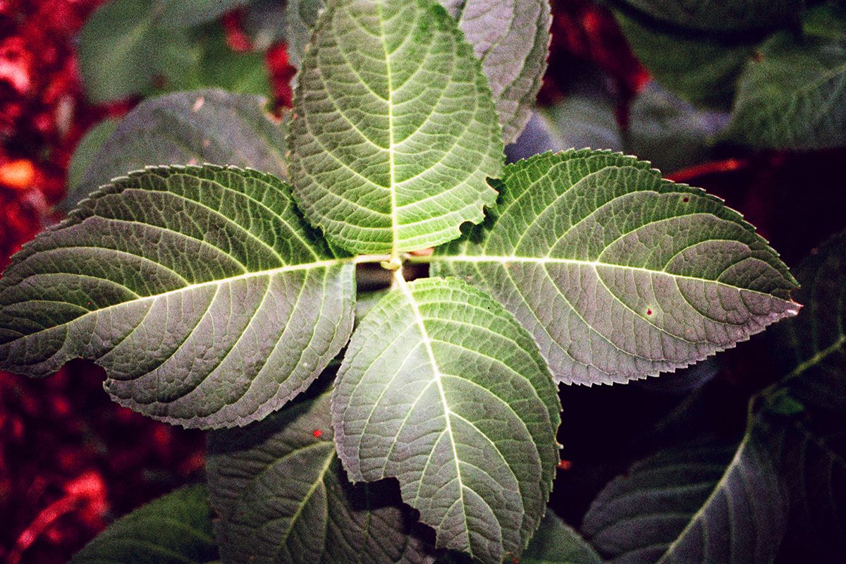 Phoenix | Harman Photo