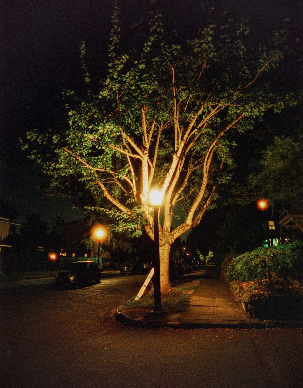 Phoenix | Harman Photo