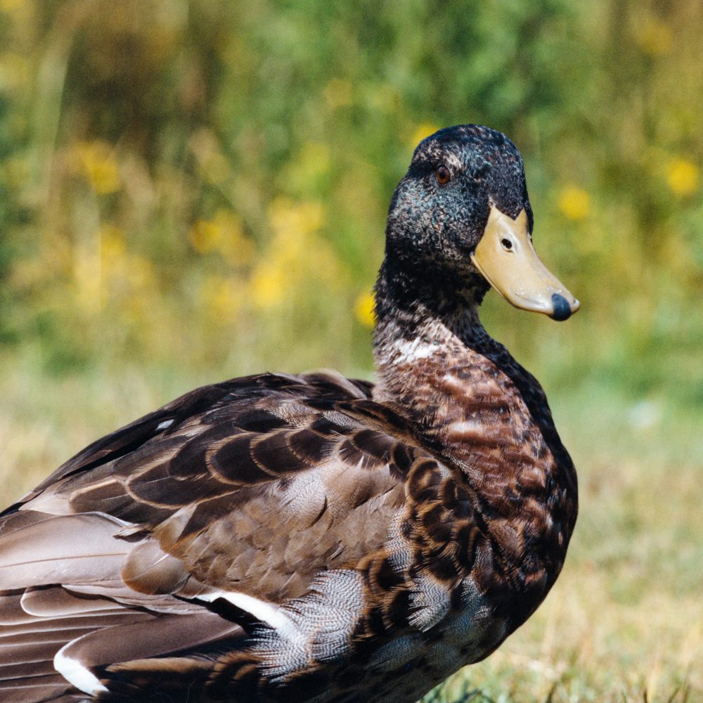 Phoenix | Harman Photo