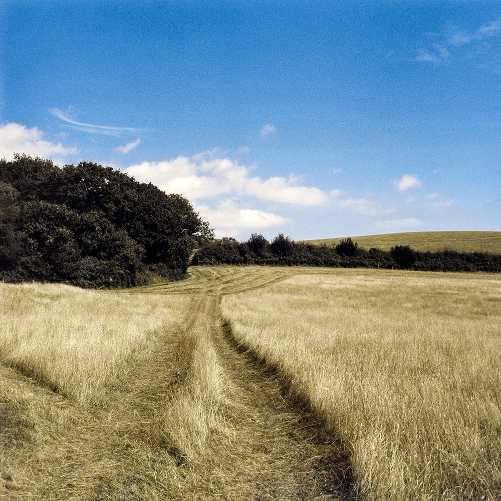 Phoenix | Harman Photo