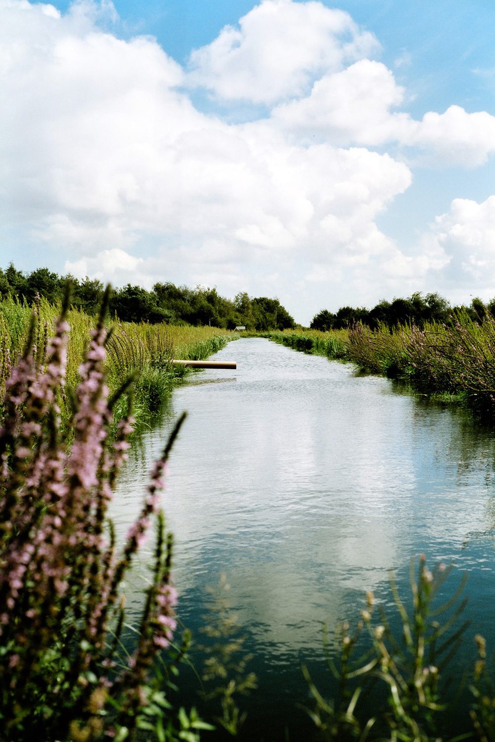 Phoenix | Harman Photo